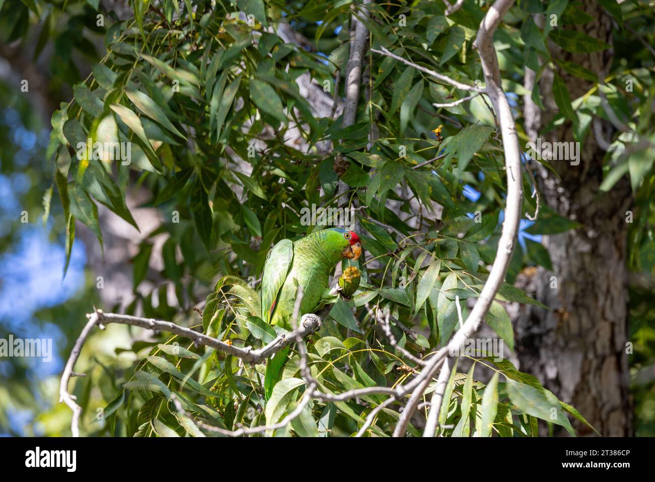 Red crowned parrots eating pecans in Los Angeles Stock Photo - Alamy