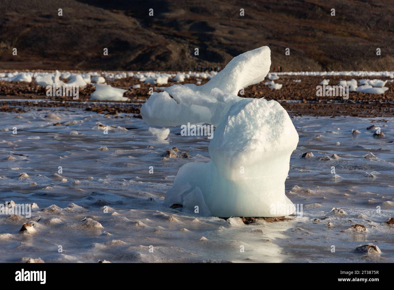 Rabbit-shaped Iceberg on a beach in Greenland Stock Photo - Alamy