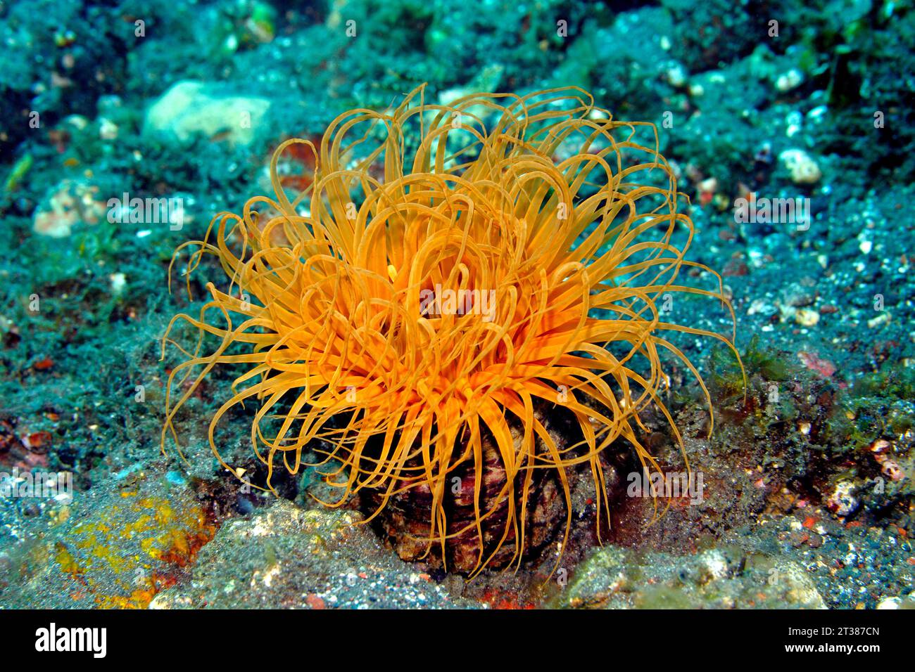 Tube anemone orange hi-res stock photography and images - Alamy