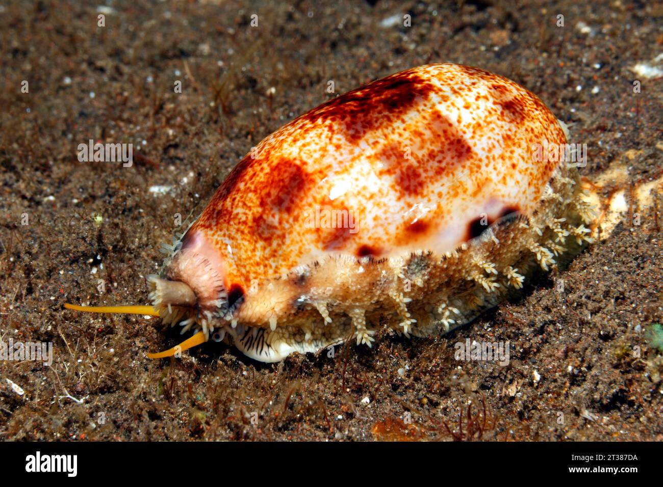 Thick Edged cowry, or cowrie shell, Erronea caurica. Tulamben, Bali ...