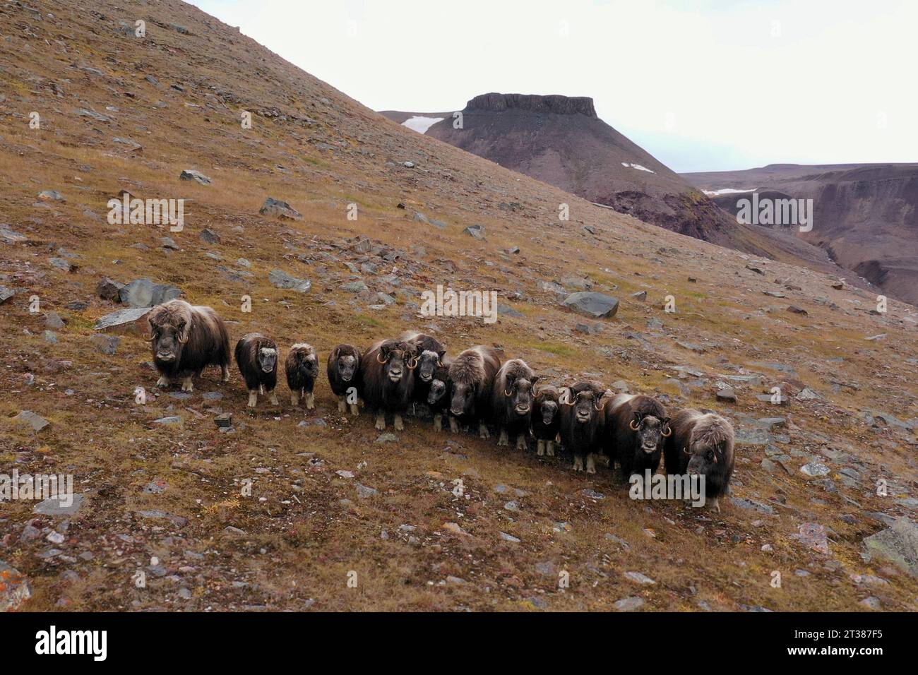 Herd of wild Musk Ox in Greenland Stock Photo - Alamy