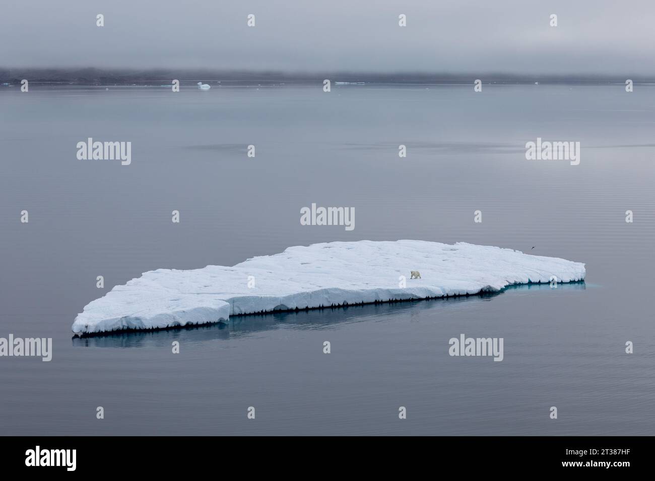 Solitary polar bear on iceberg hi-res stock photography and images - Alamy