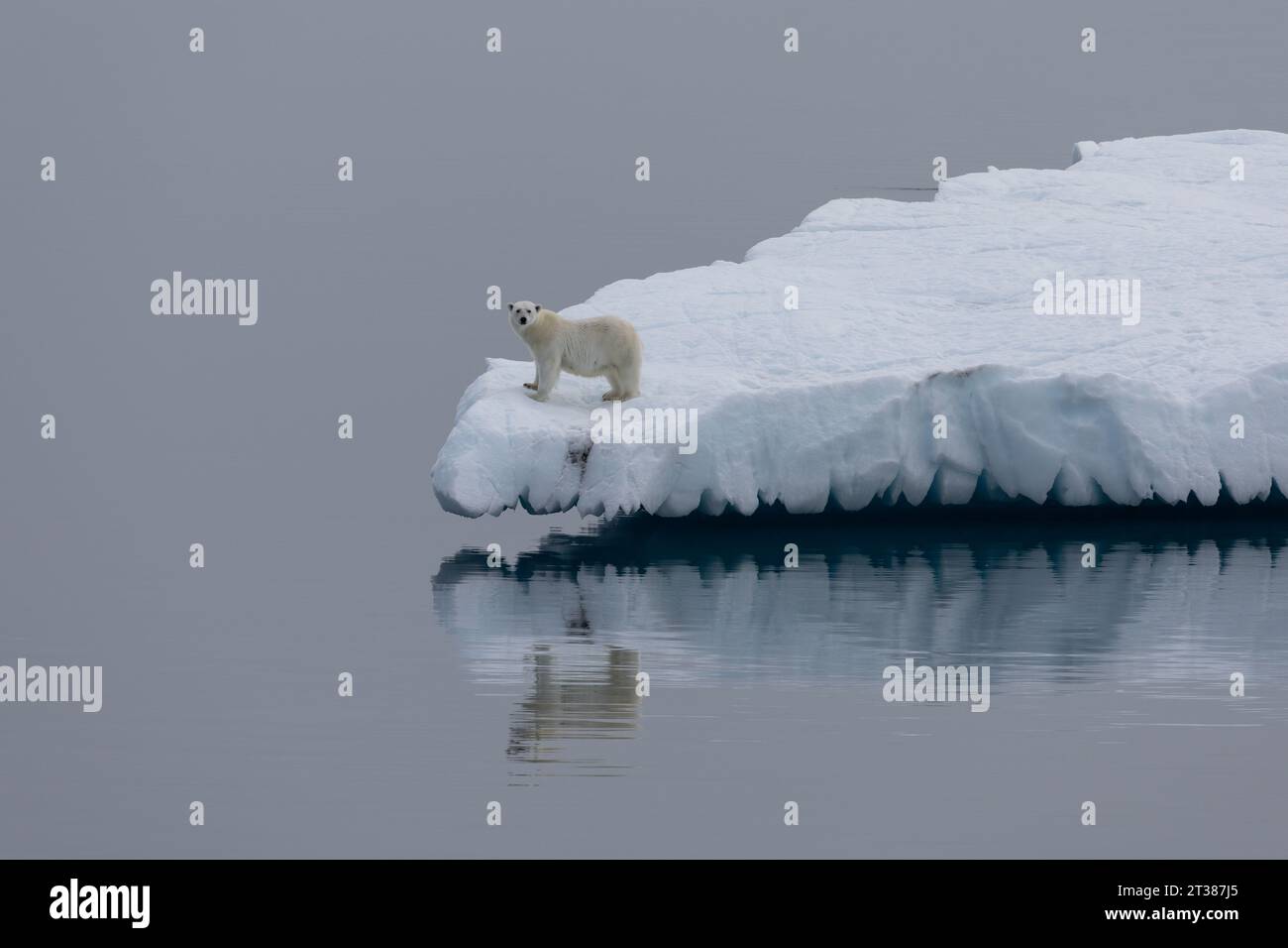Arctic iceberg polar bear hi-res stock photography and images - Alamy