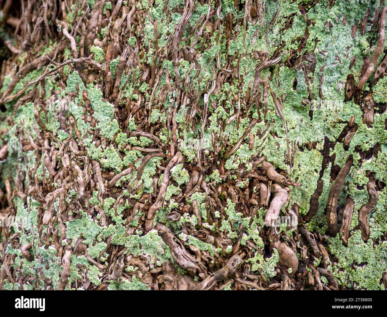 Wood surface background. Palm bark. Roots on the trunk. Uneven natural ...