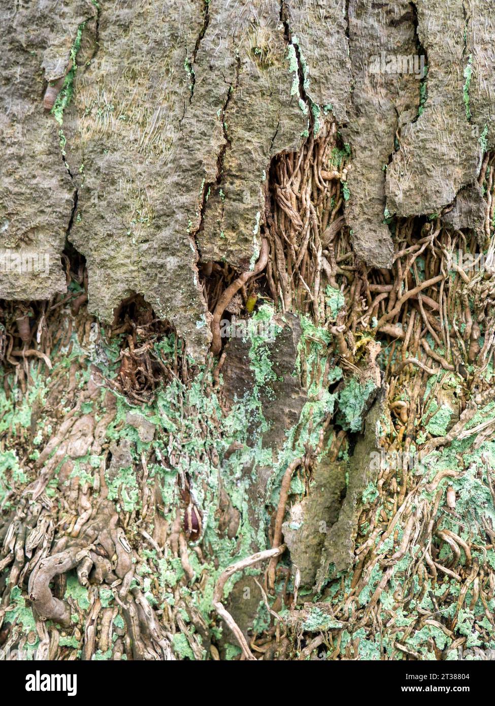 Wood surface background. Palm bark. Roots on the trunk. Uneven natural ...