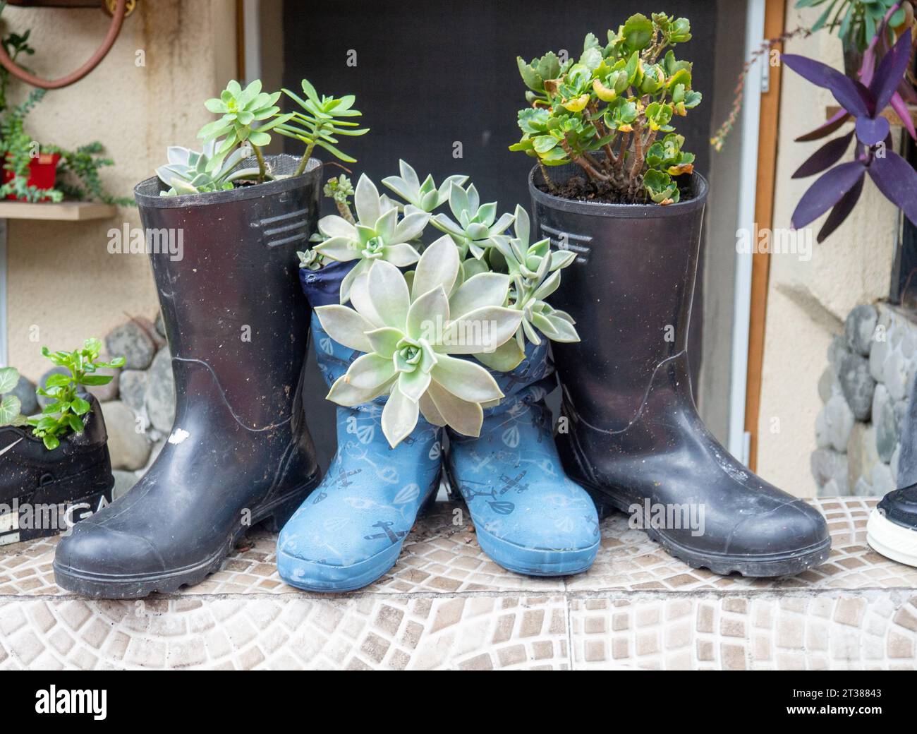 Unusual plant pots hi-res stock photography and images - Alamy