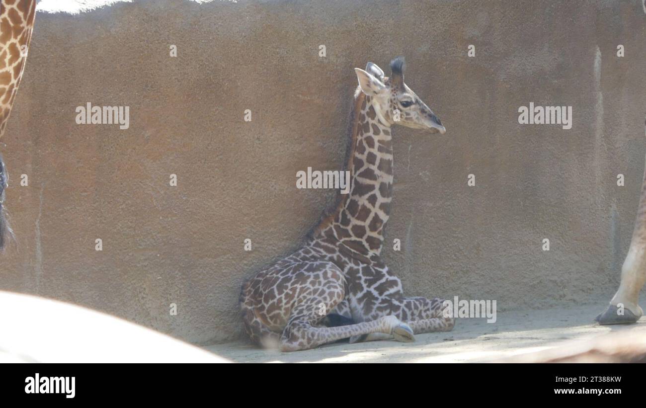 Los Angeles, California, USA 16th October 2023 New Baby Maasai Giraffe ...