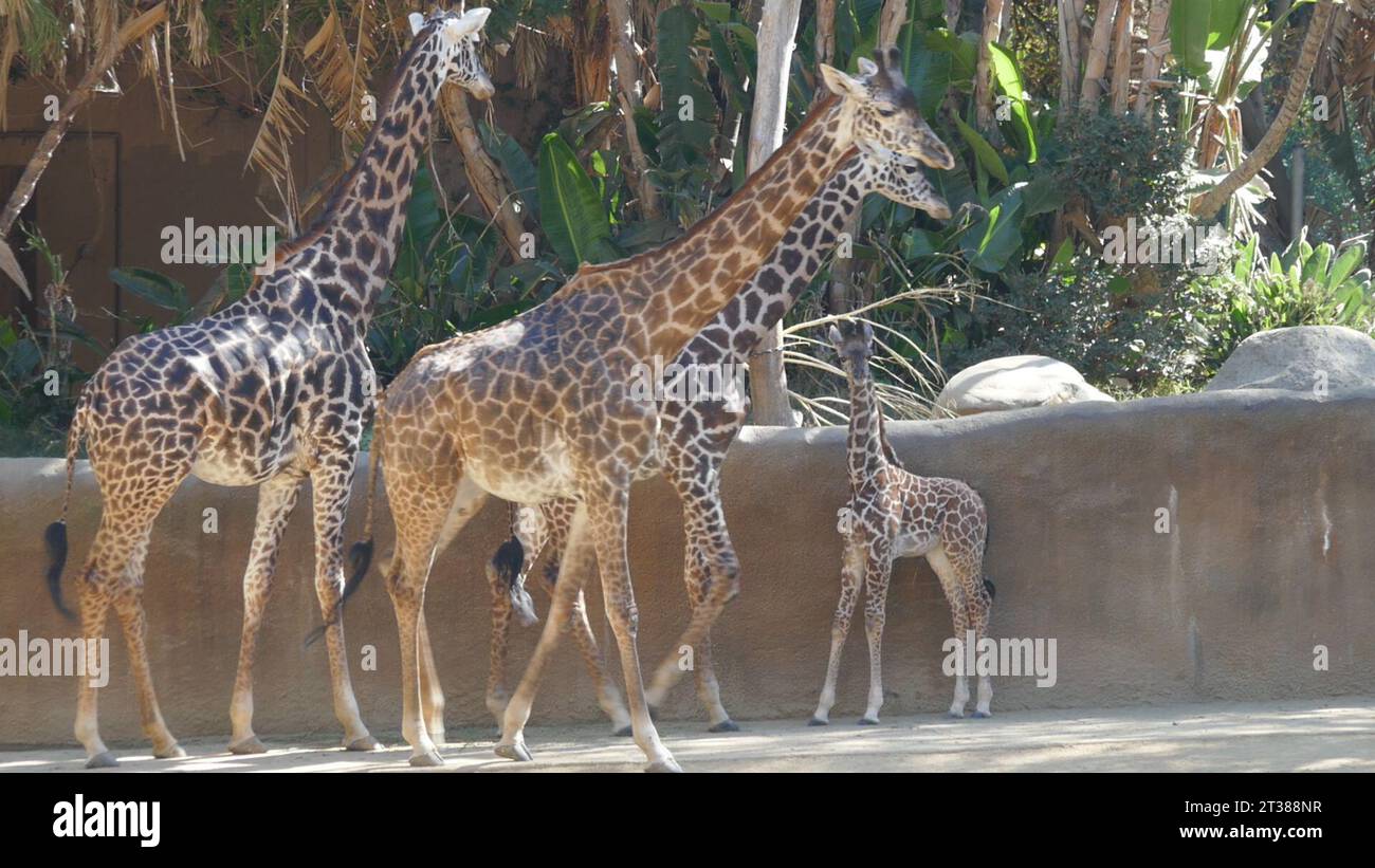 Los Angeles, California, USA 16th October 2023 New Baby Maasai Giraffe ...