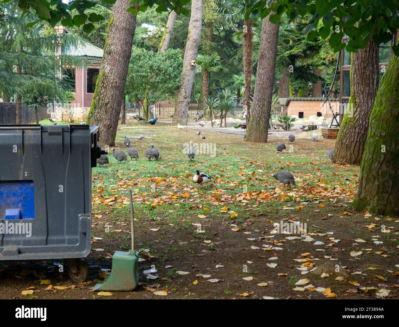 City park with animals. Fencing for animals. Peacock babies. Many birds ...