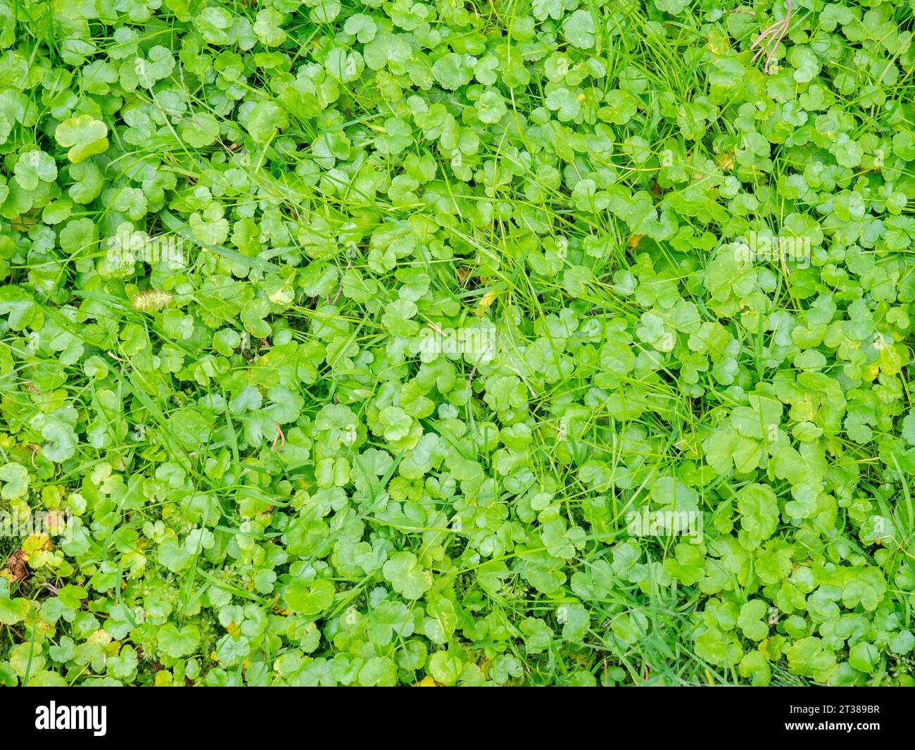 Background from small leaves of a small plant. Soft green grass in the ...