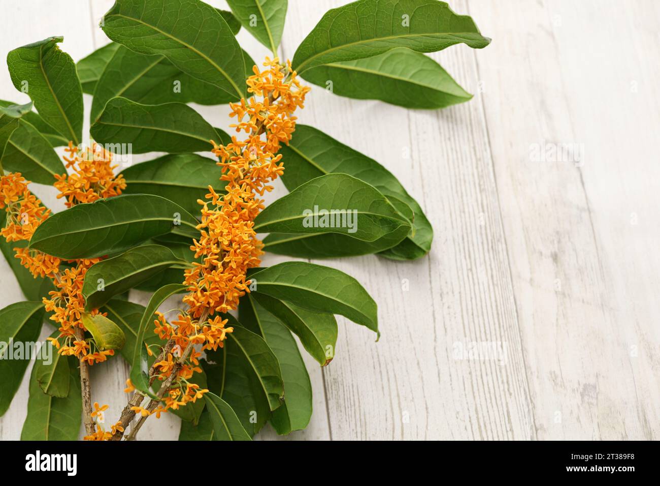 Guihua chen jiu hi-res stock photography and images - Alamy