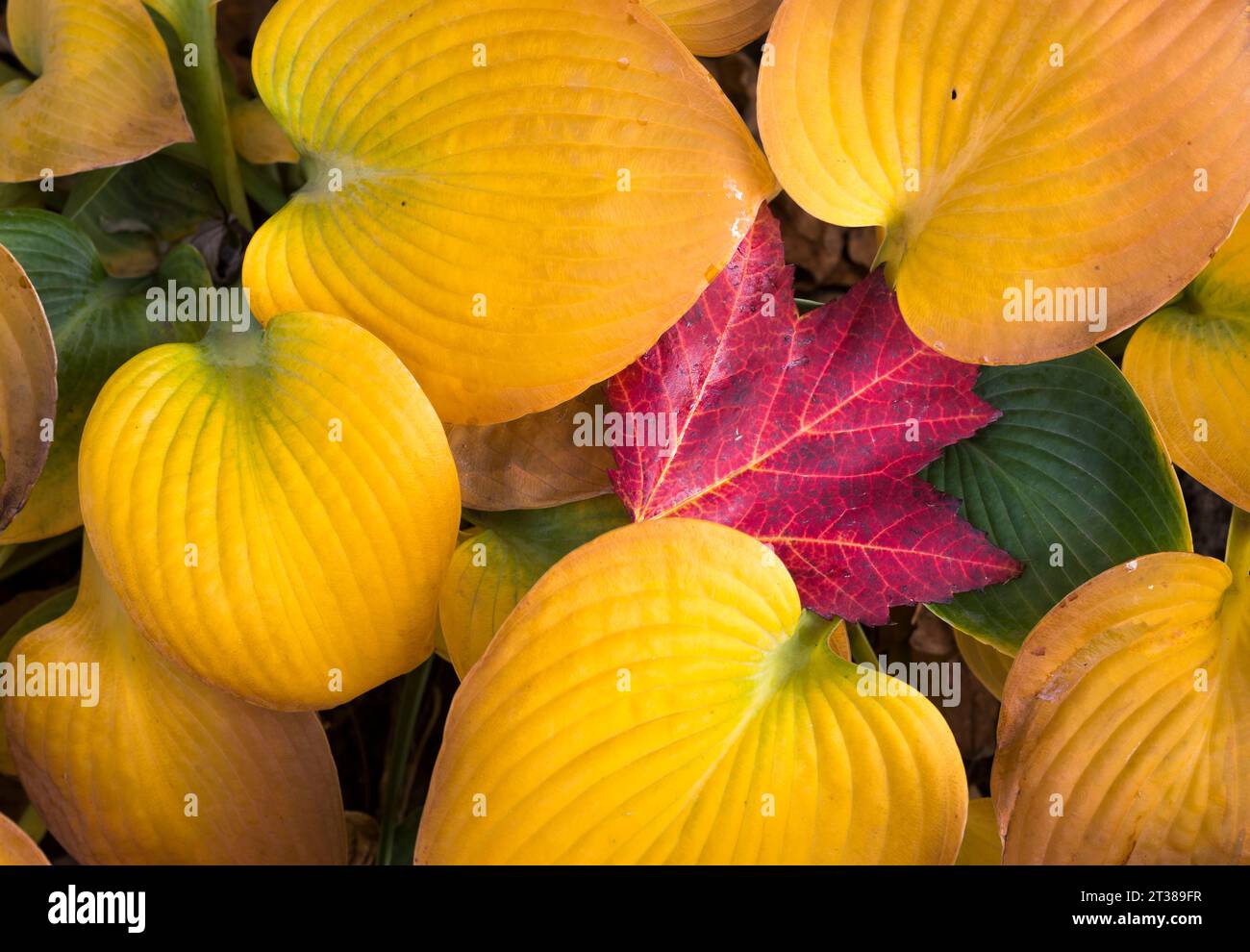 Striking red background hi-res stock photography and images - Alamy
