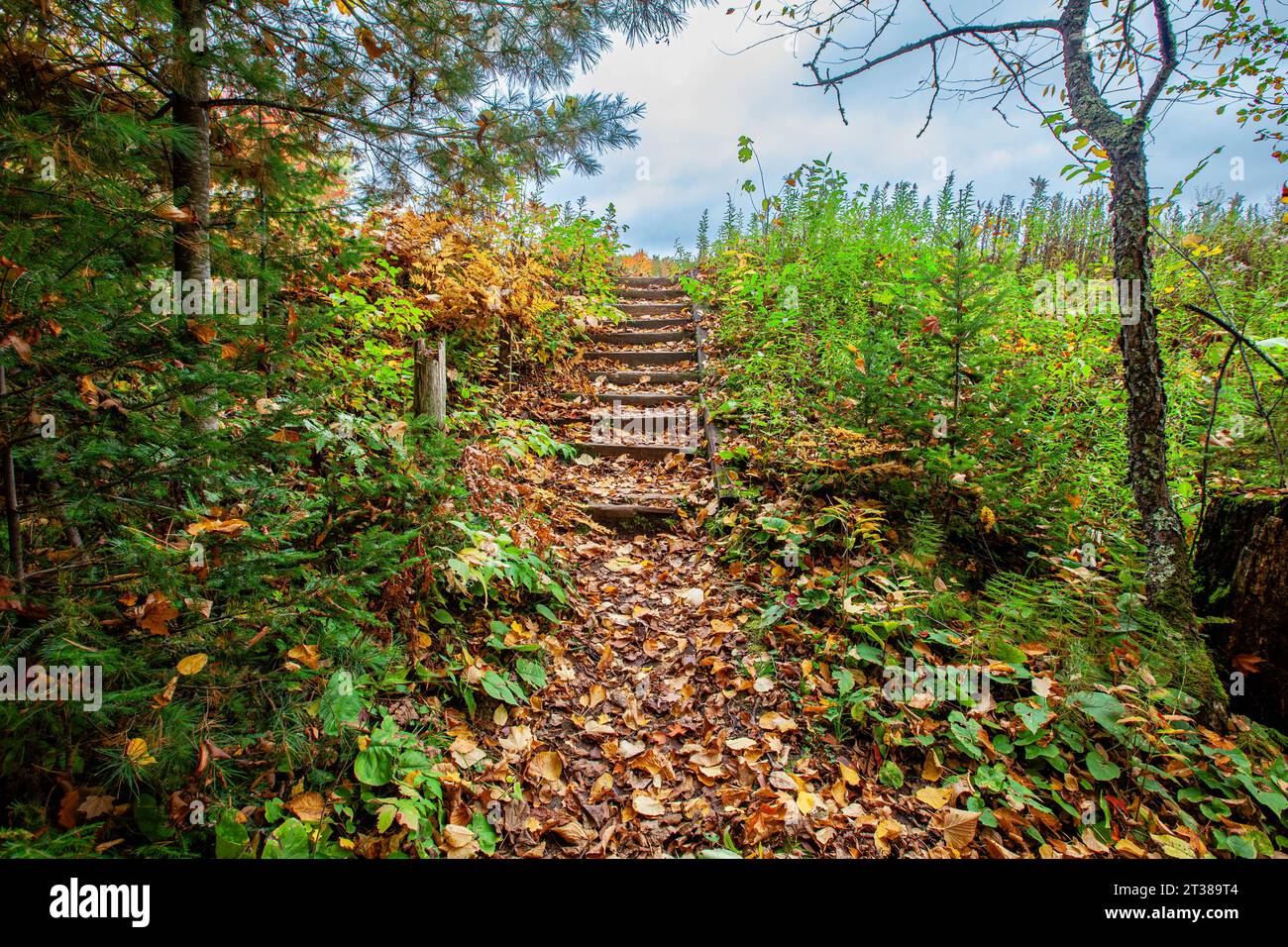 Old wooden steps on a foot path in Lake of the Falls County Park in ...