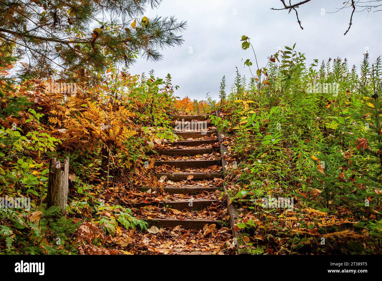 Old wooden steps on a foot path in Lake of the Falls County Park in ...