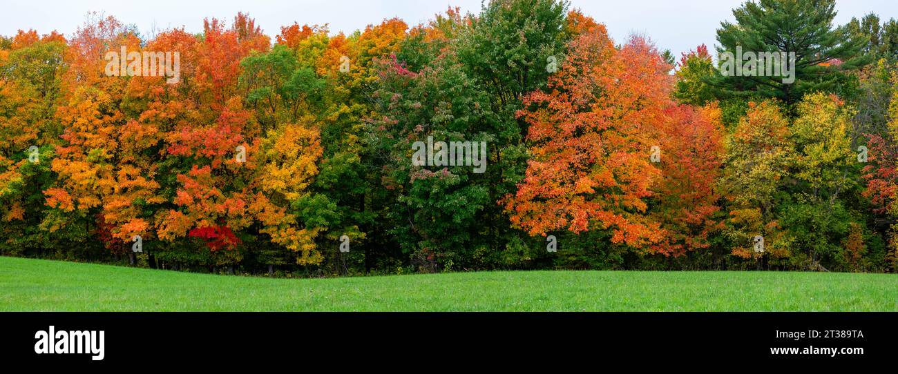 Wisconsin hayfield next to a colorful forest in September, panorama ...