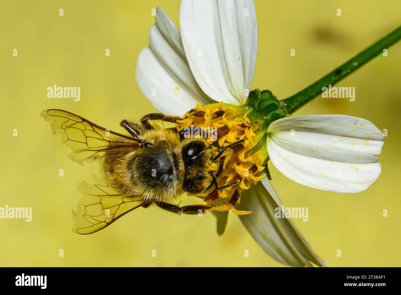 Bee wing repair hi-res stock photography and images - Alamy