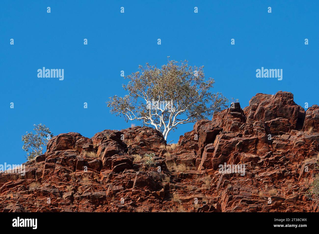Lone gum tree growing in red rocks, Pilbara, Western Australia ...