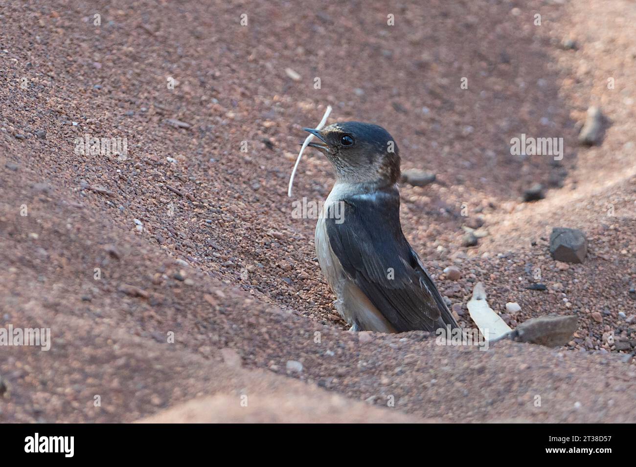 Tree Martin (Hirundo nigricans) gathering nesting material, Kalgan Pool ...