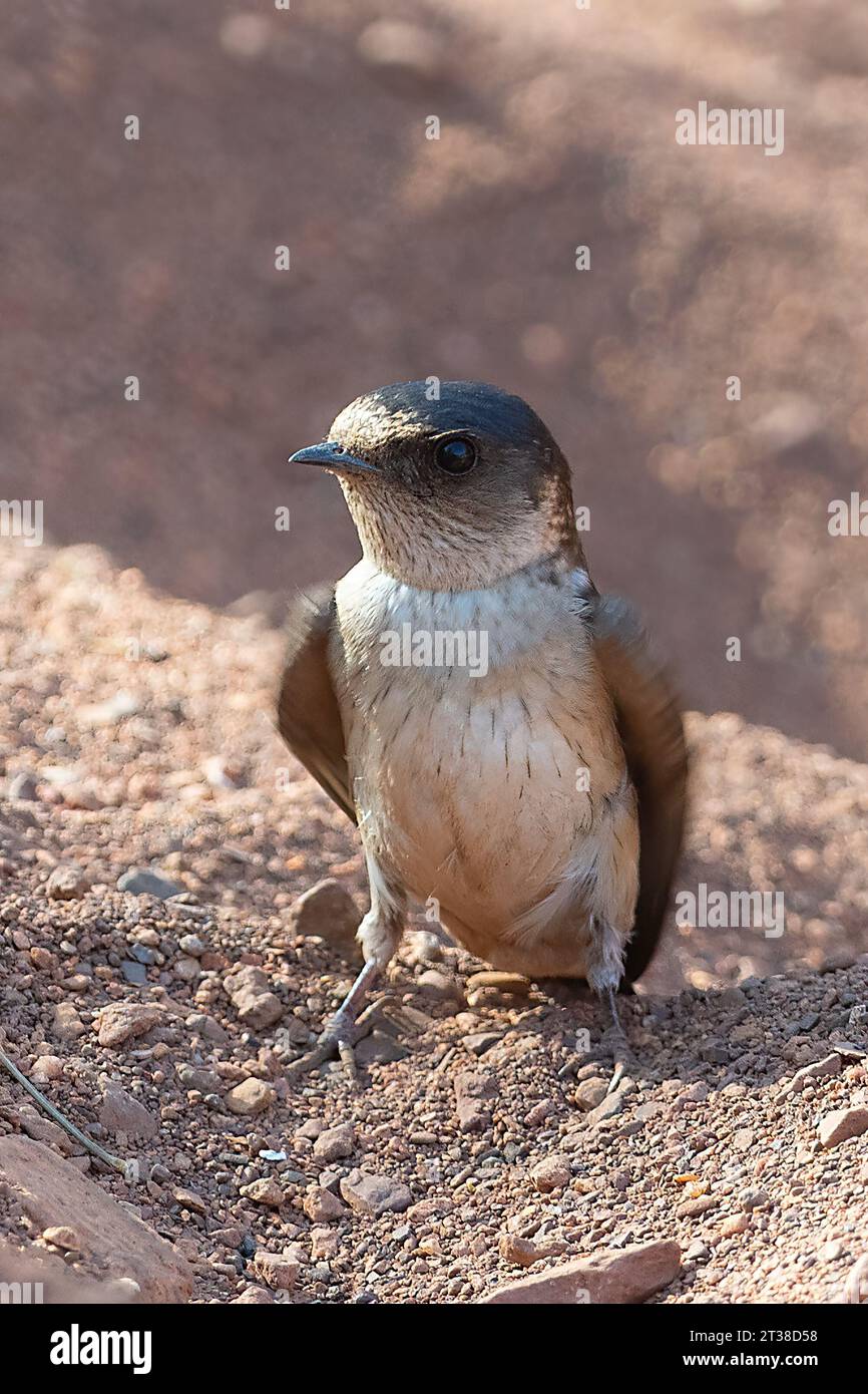 Vertical portrait of a Tree Martin (Hirundo nigricans) on the ground ...