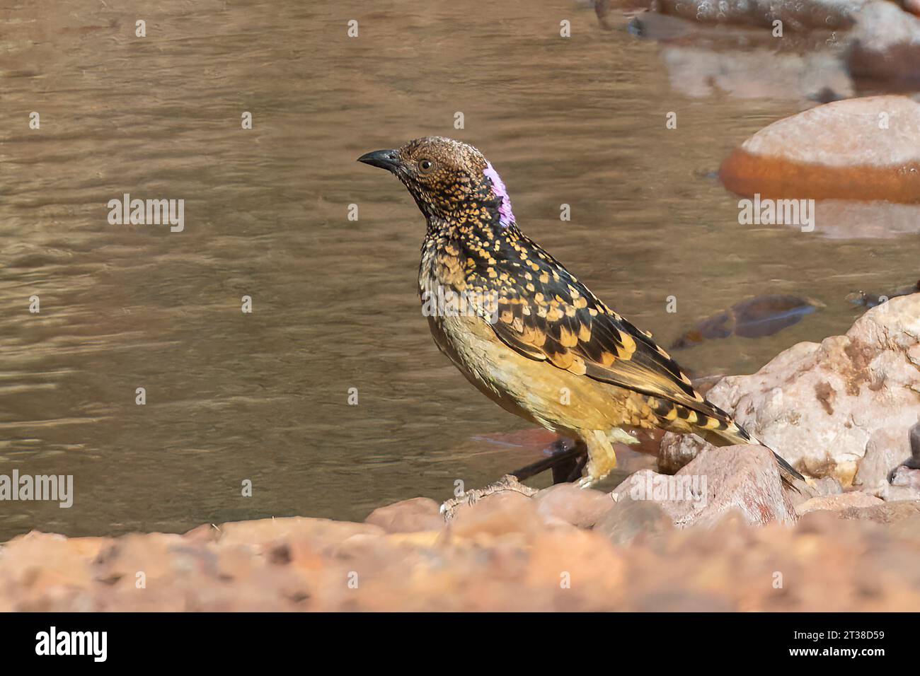 Western Bowerbird (Chlamydera guttata) on the ground, Kalgan Pool ...