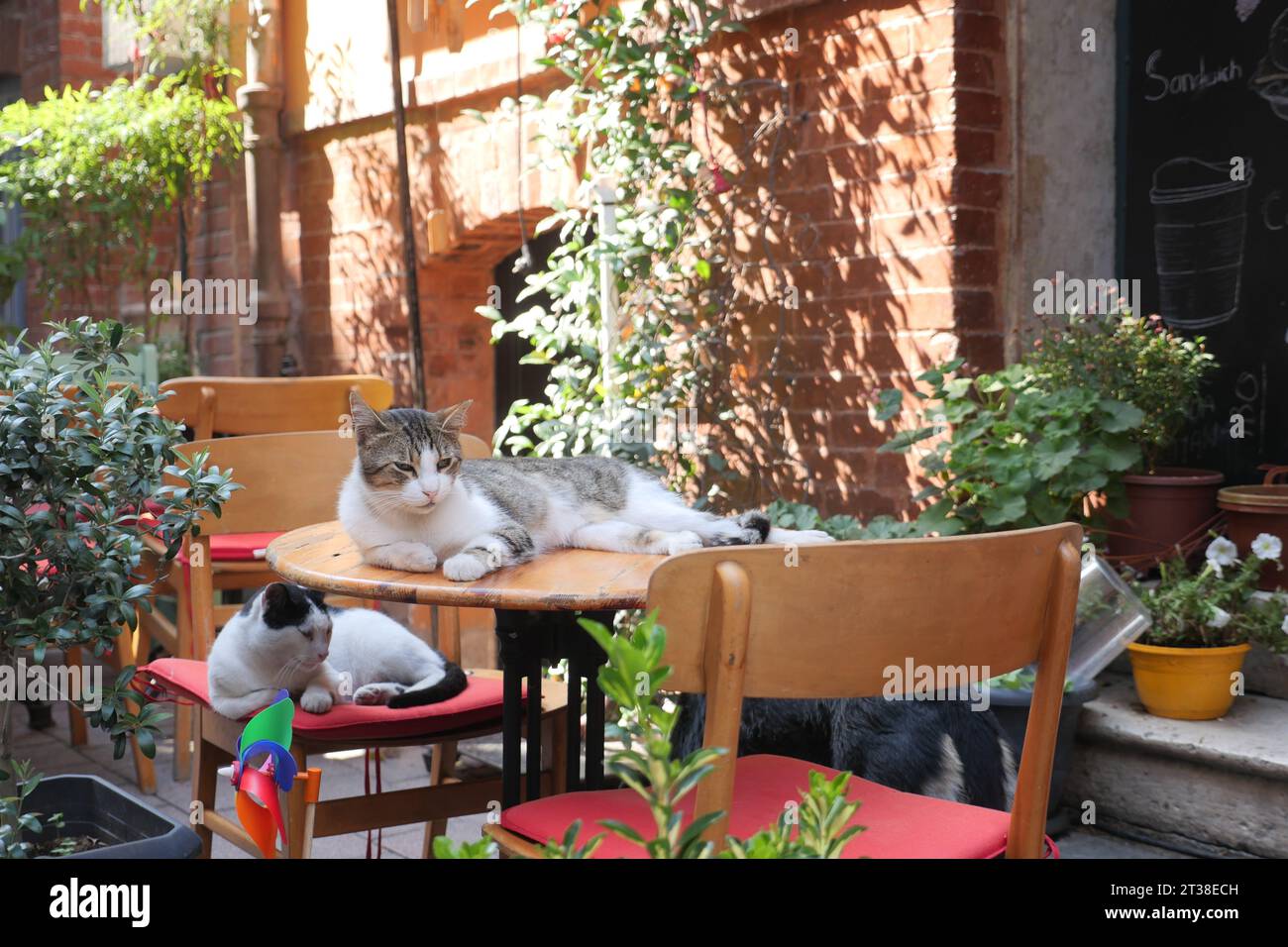 Cat cafe istanbul hi-res stock photography and images - Alamy