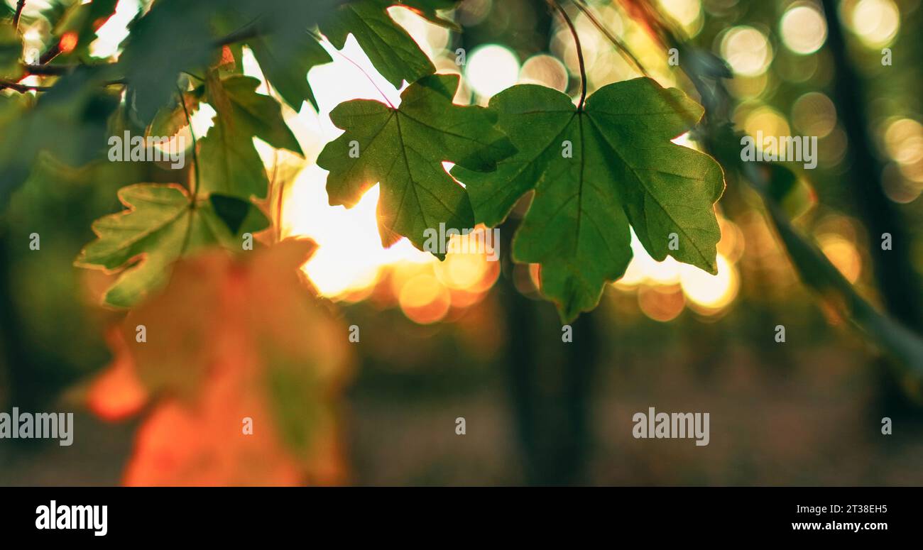 Forest background autumn maple tree foliage beam Stock Photo - Alamy