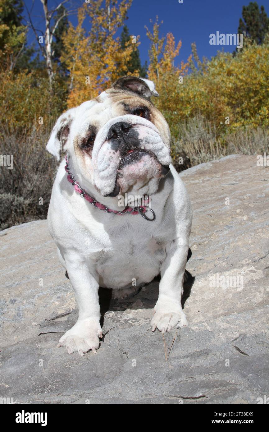 English Bulldog sitting on a rock with fall foliage in the background ...