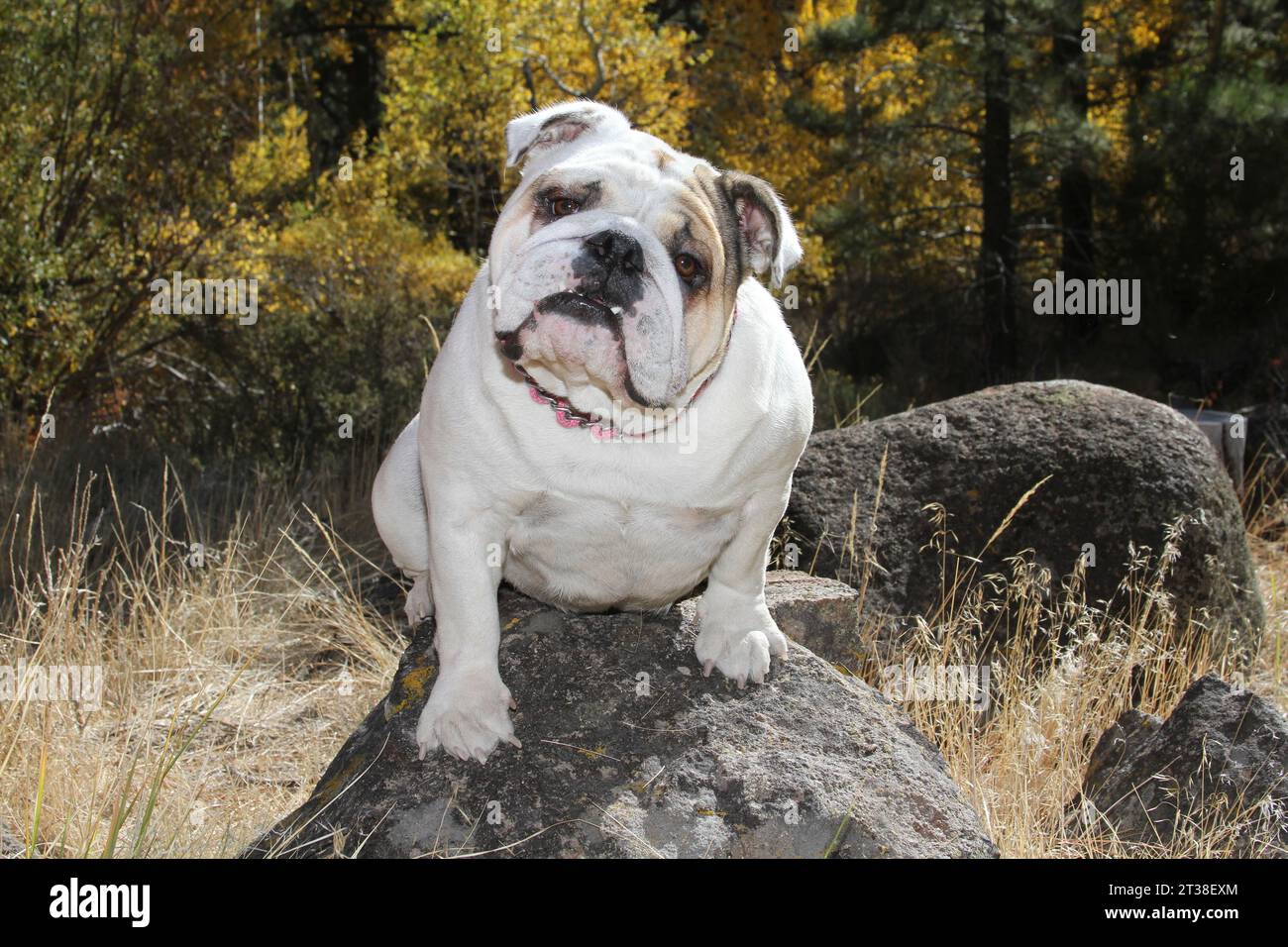 English Bulldog sitting oin a rock with fall foliage in background ...