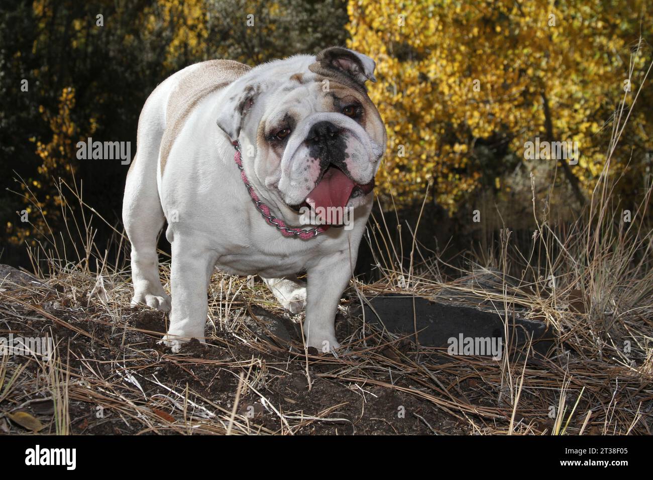 English Bulldog standing in fall foliage Stock Photo - Alamy