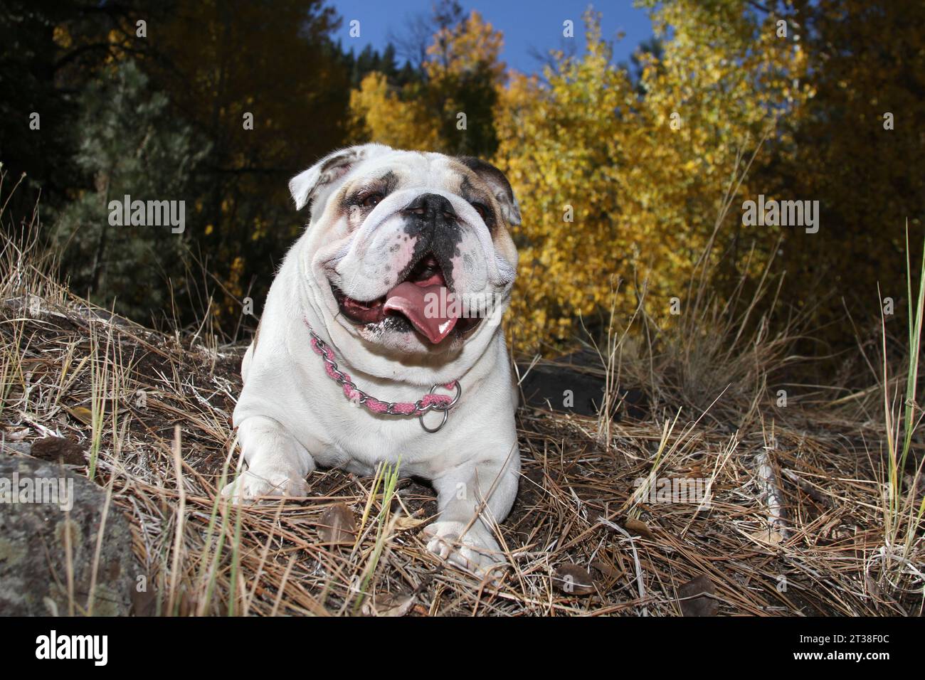English Bulldog lying on the ground fall foliage in background Stock ...