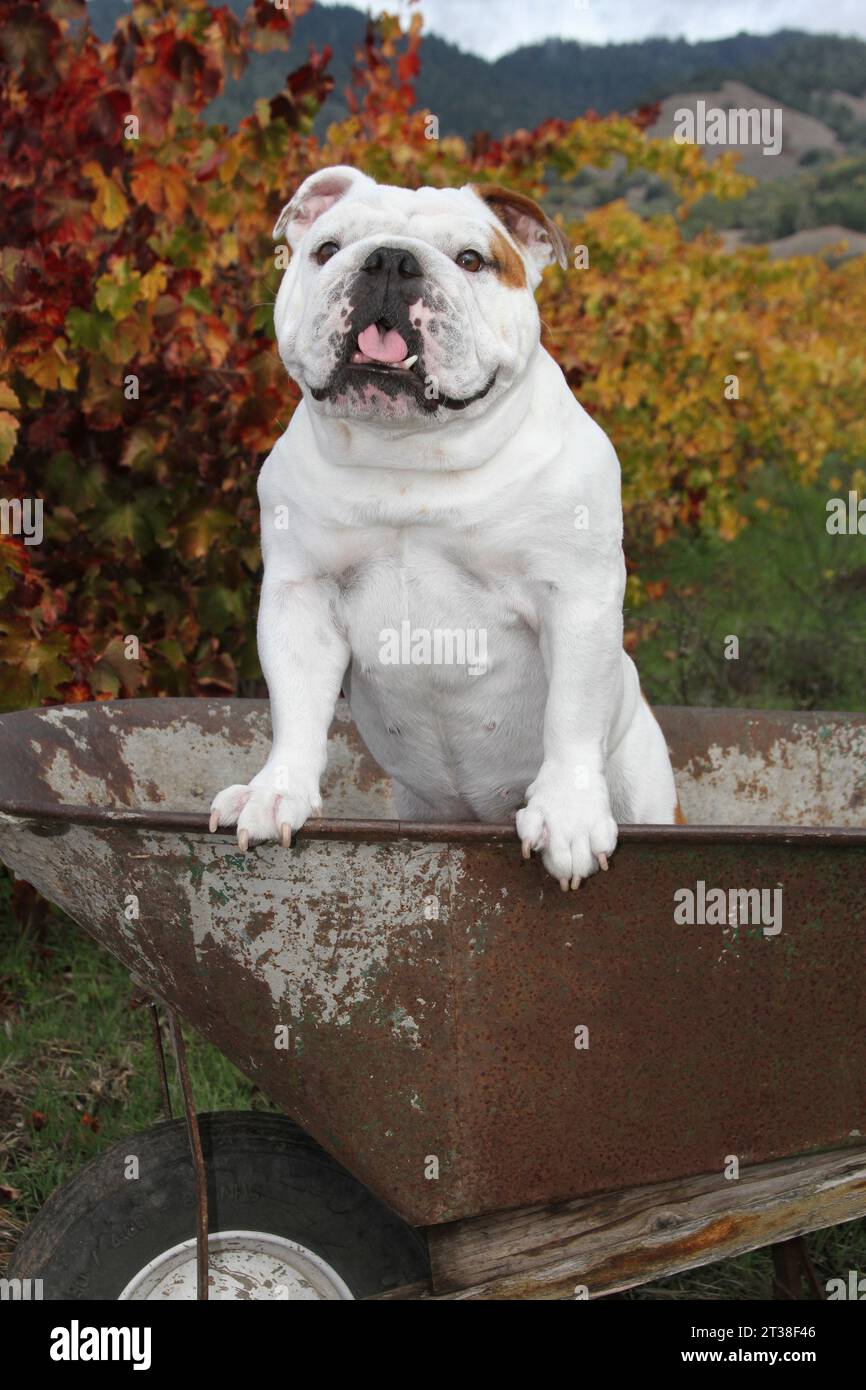 English Bulldog standing in a wheelbarrowing with front paws on edge ...