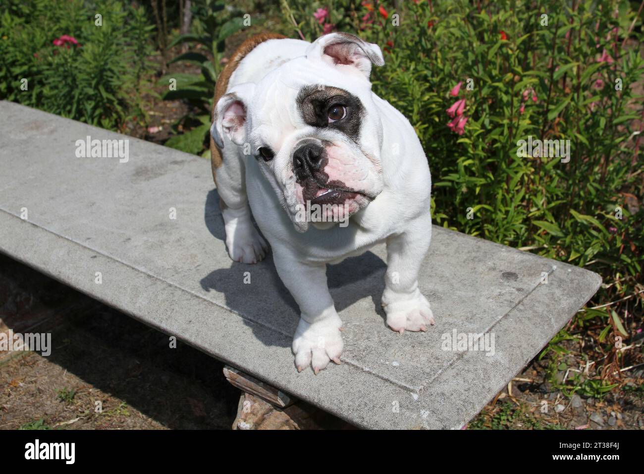 English Bulldog puppy sitting on a bench in a flower garden Stock Photo - Alamy