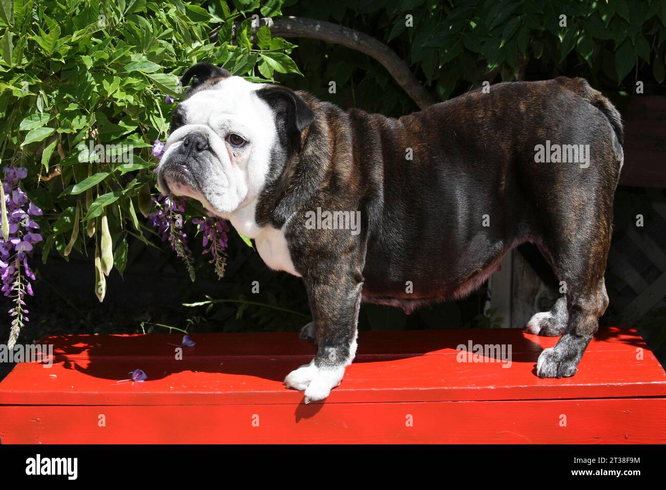 English Bulldog standing on bench next to greenery and flowers Stock ...