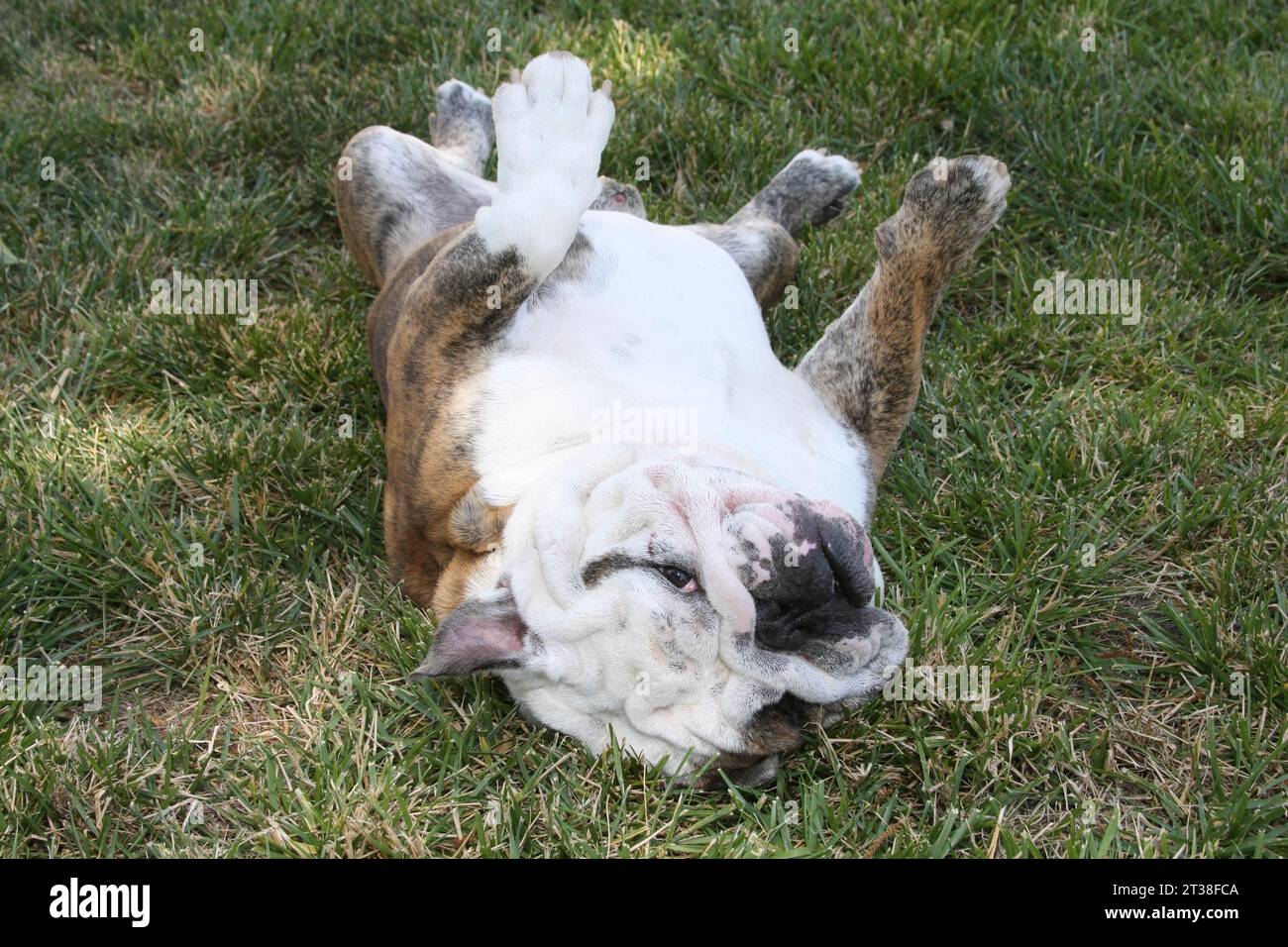 English Bulldog on his back rolling on grass Stock Photo - Alamy