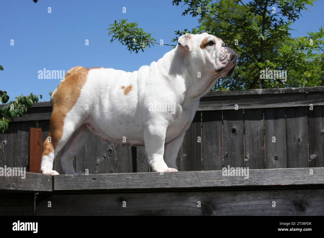 English Bulldog standing on table against a fence. Blue sky and tree in ...