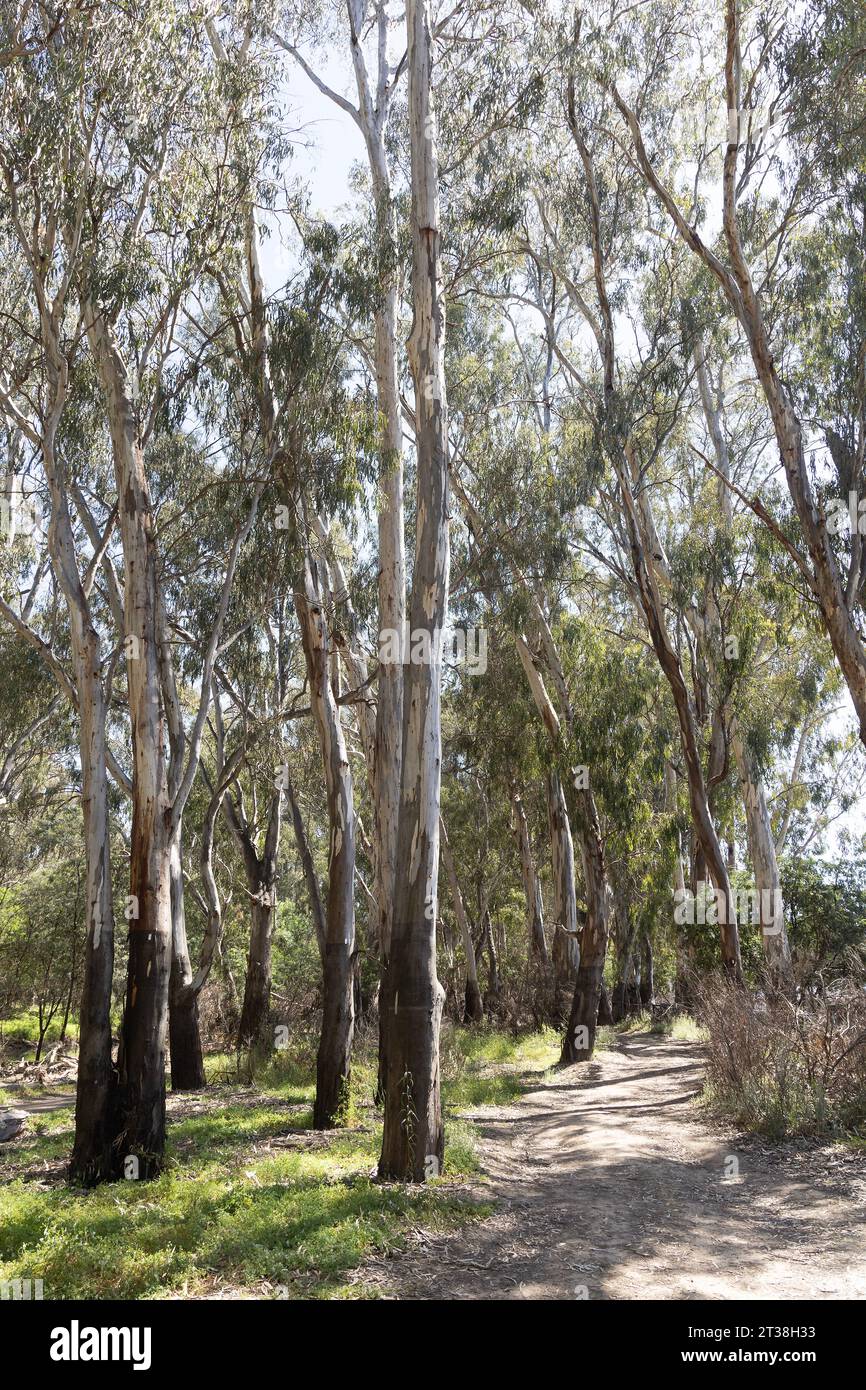 Echuca is an Australian town in northern Victoria. It's across the ...