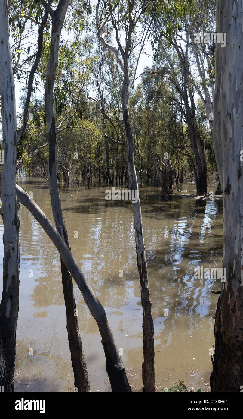 Echuca is an Australian town in northern Victoria. It's across the ...