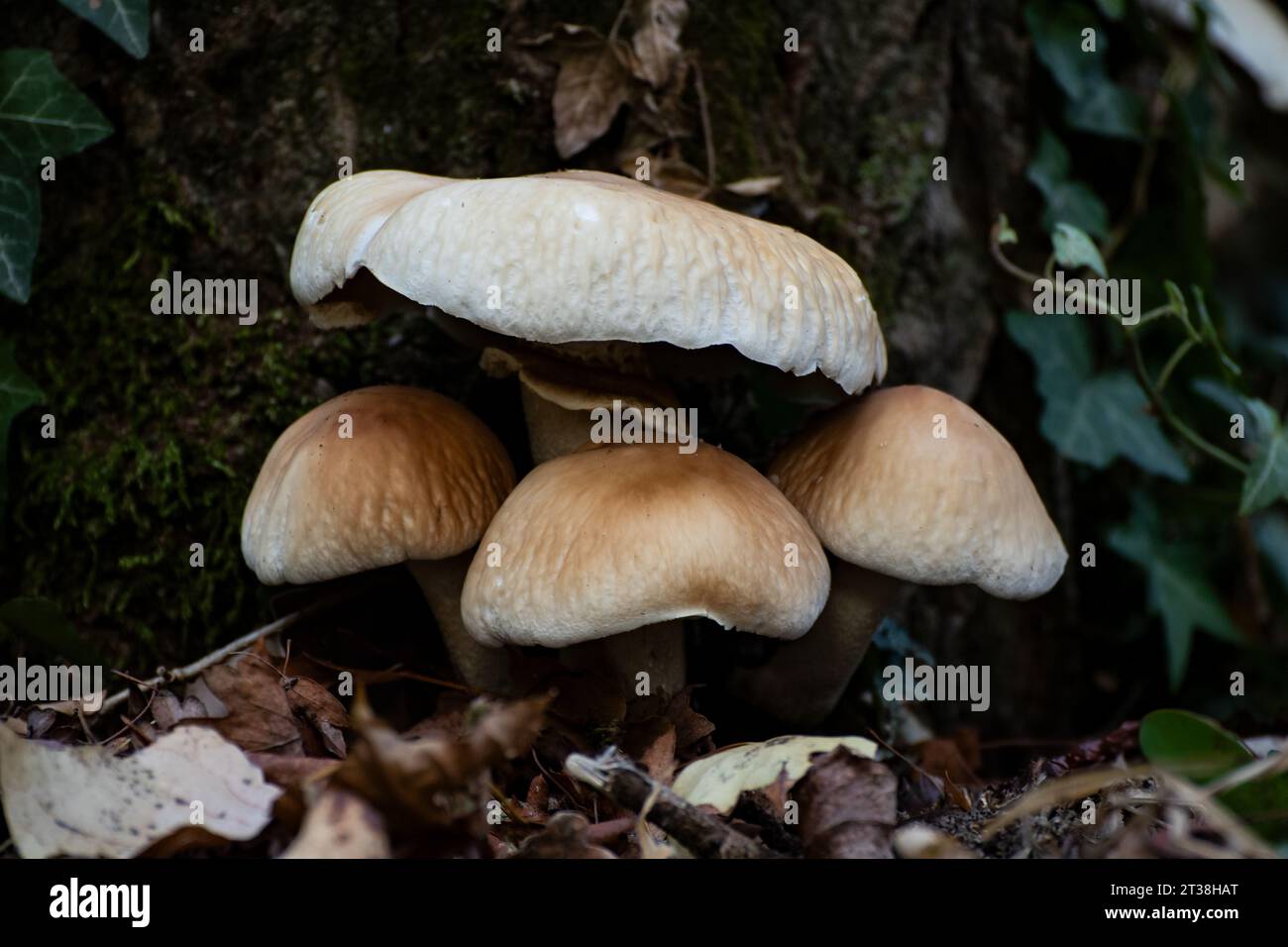 poplar mushroom in natural environment. Cyclocybe aegerita, Agrocybe ...