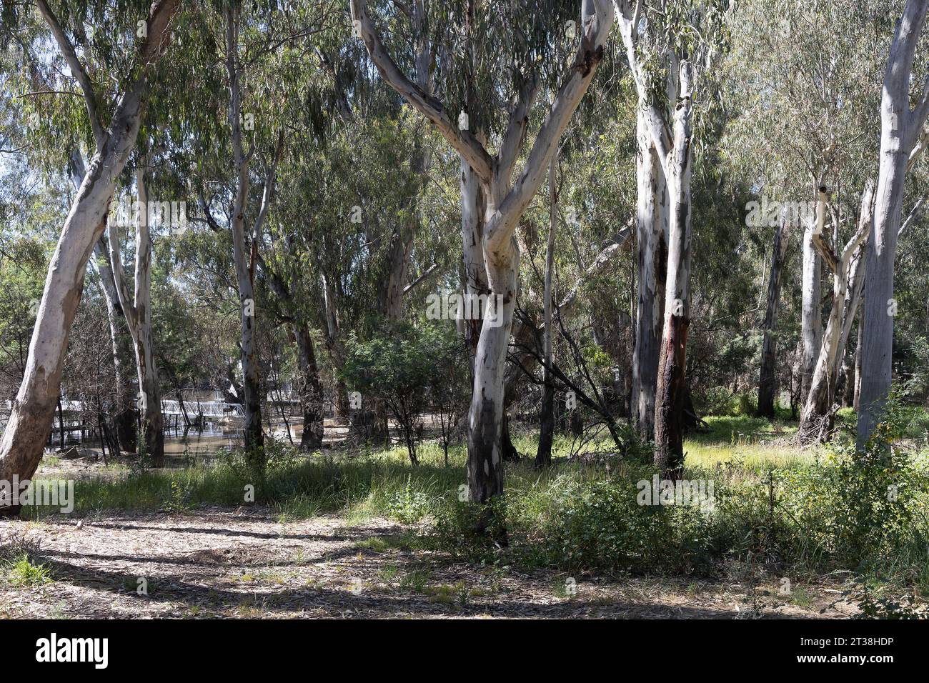 Echuca is an Australian town in northern Victoria. It's across the ...