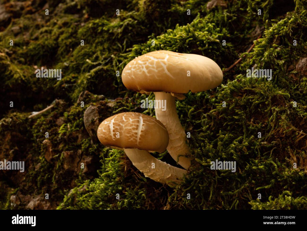 poplar mushroom in natural environment. Cyclocybe aegerita, Agrocybe ...