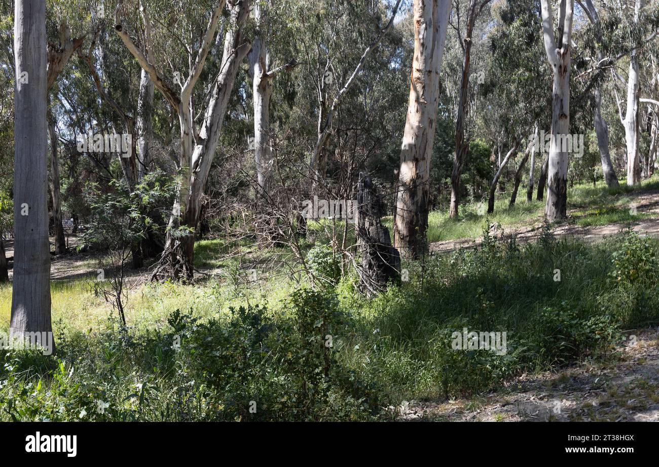 Echuca is an Australian town in northern Victoria. It's across the ...