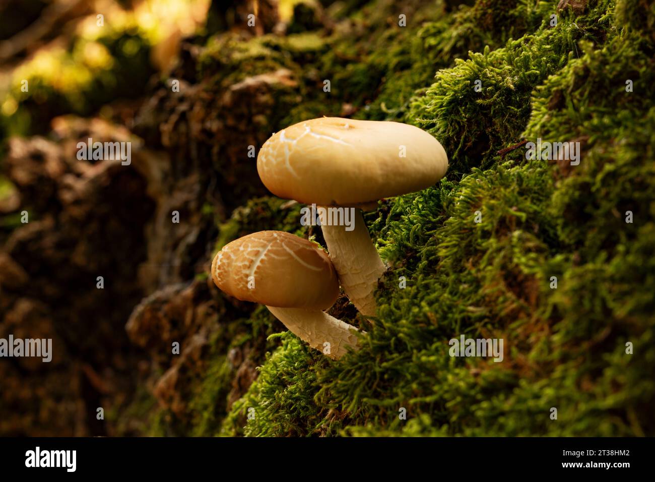poplar mushroom in natural environment. Cyclocybe aegerita, Agrocybe ...