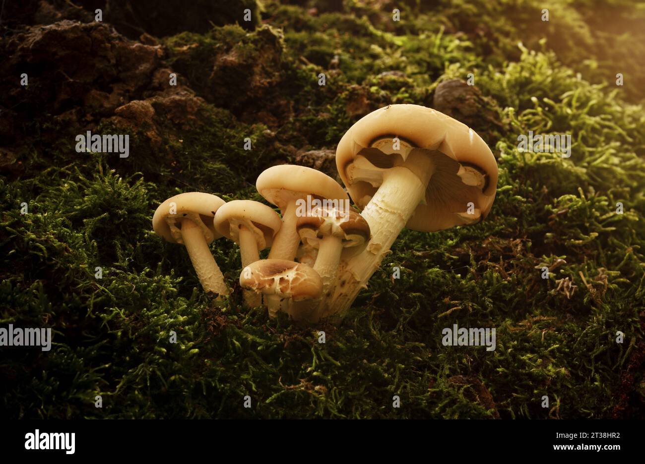 poplar mushroom in natural environment. Cyclocybe aegerita, Agrocybe ...