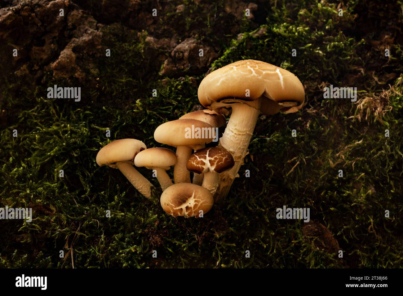 poplar mushroom in natural environment. Cyclocybe aegerita, Agrocybe ...