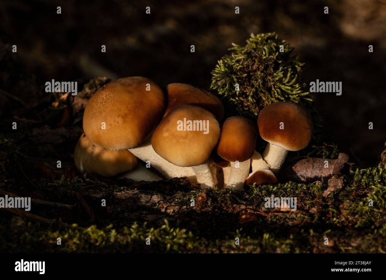 poplar mushroom in natural environment. Cyclocybe aegerita, Agrocybe ...