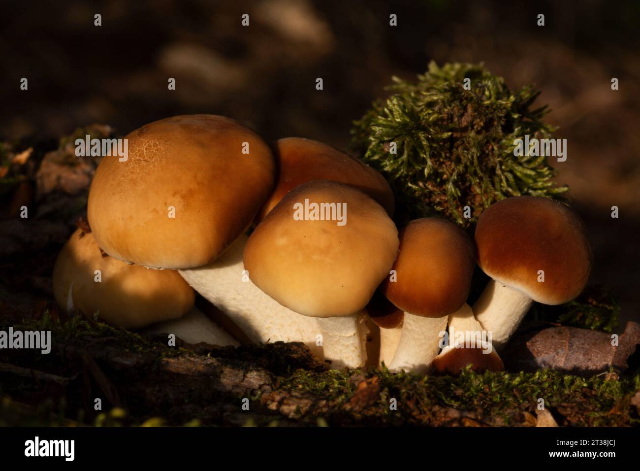 poplar mushroom in natural environment. Cyclocybe aegerita, Agrocybe ...