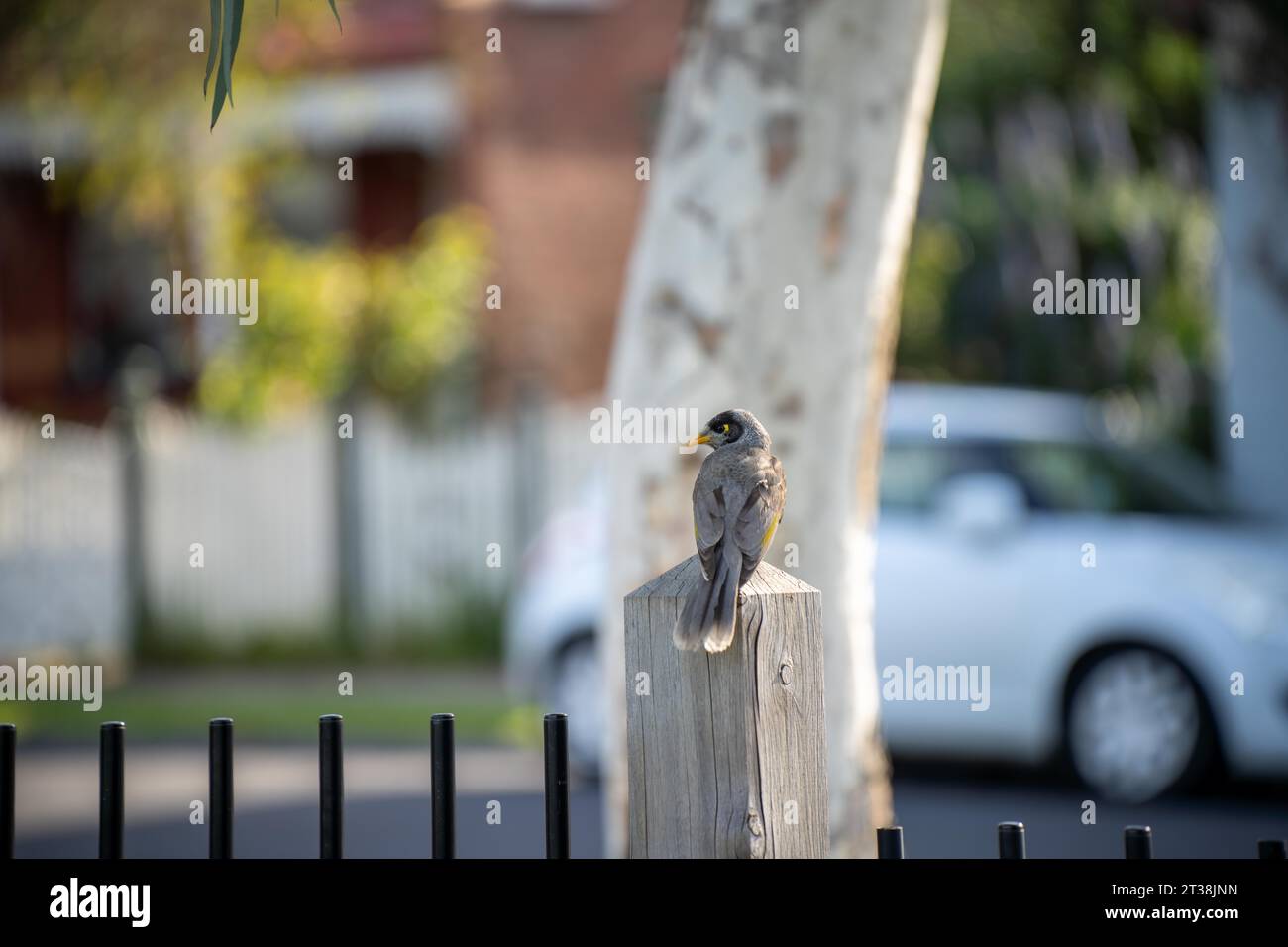 Native australian birds hi-res stock photography and images - Alamy