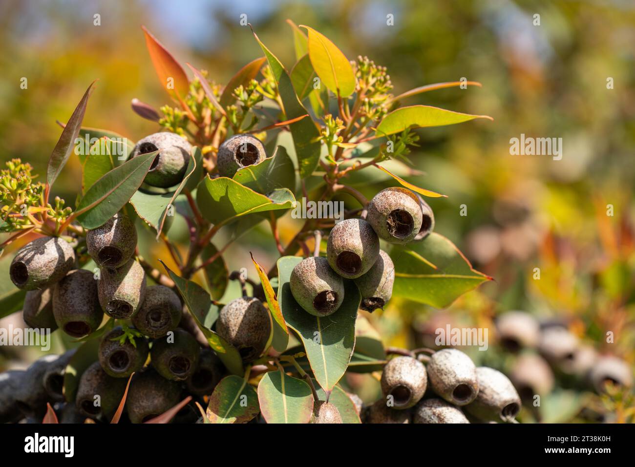 eucalyptus gum tree with gum nuts in the australian bush in summer ...
