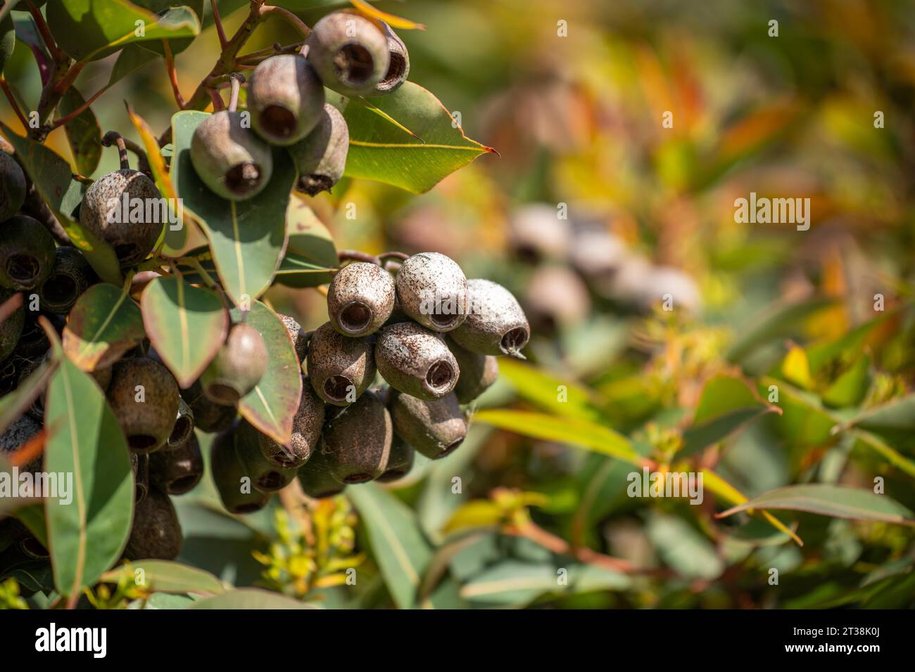 eucalyptus gum tree with gum nuts in the australian bush in summer ...