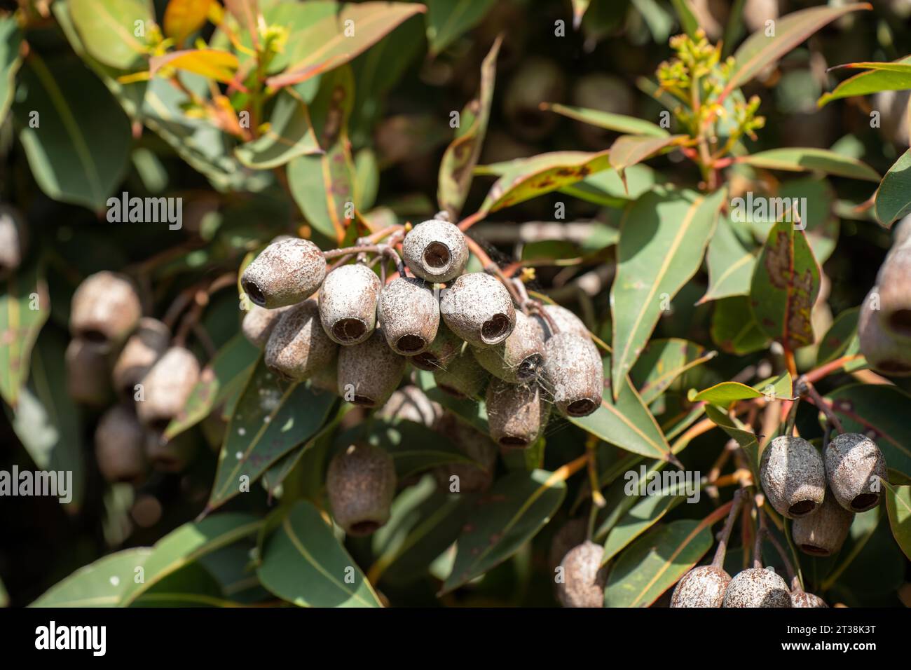 eucalyptus gum tree with gum nuts in the australian bush in summer ...